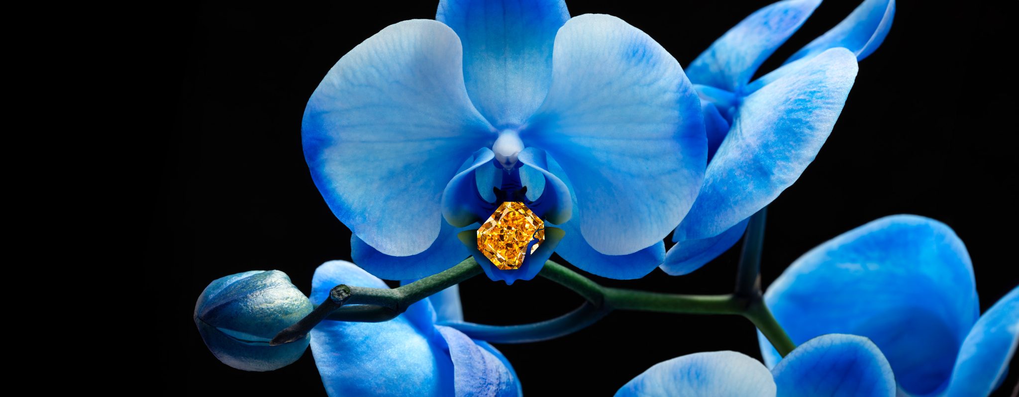 The Taché Brand - Group Taché